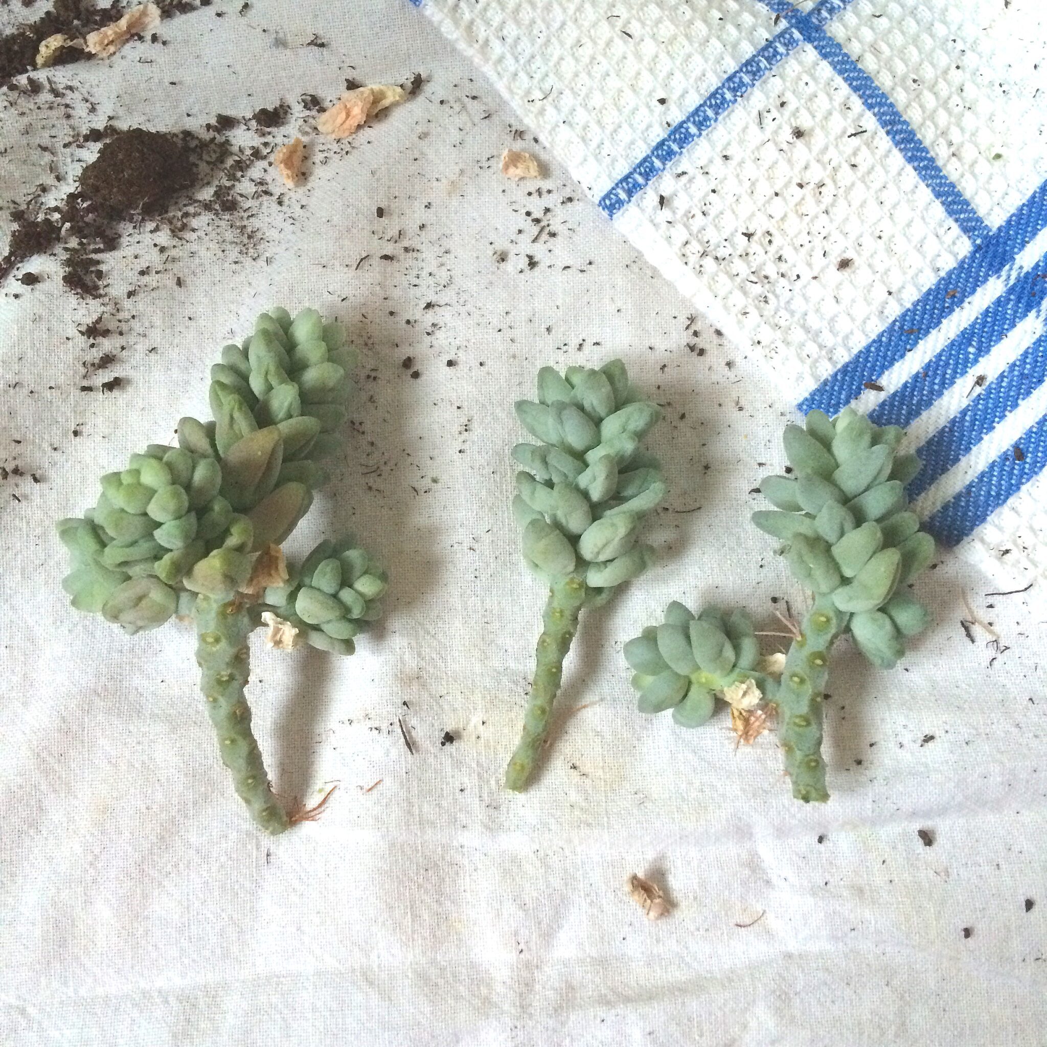 How to Divide and Propagate Succulents | Shifting Roots