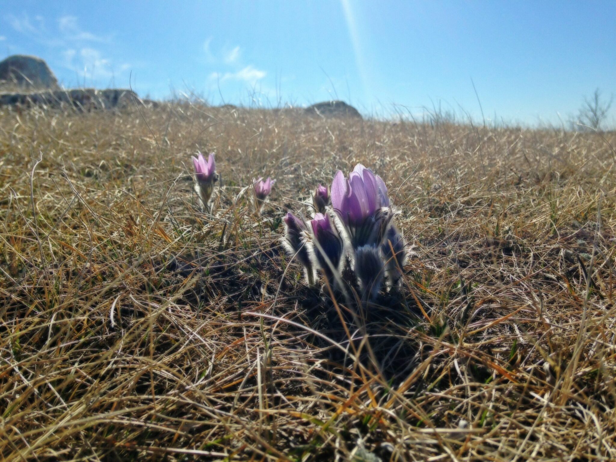 27 Drought-Tolerant Native Plants for the Prairies | Shifting Roots