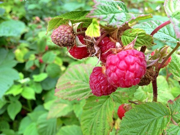 For the Love of Berry Picking | Shifting Roots