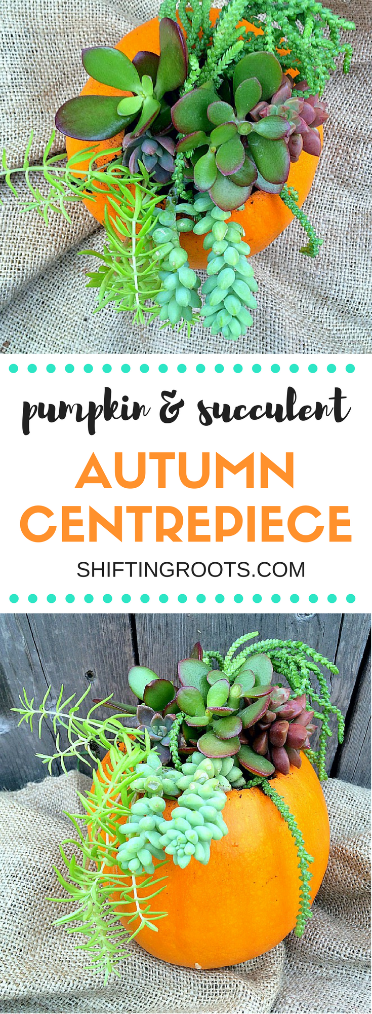 Pumpkin & Succulent Autumn Centrepiece | Shifting Roots
