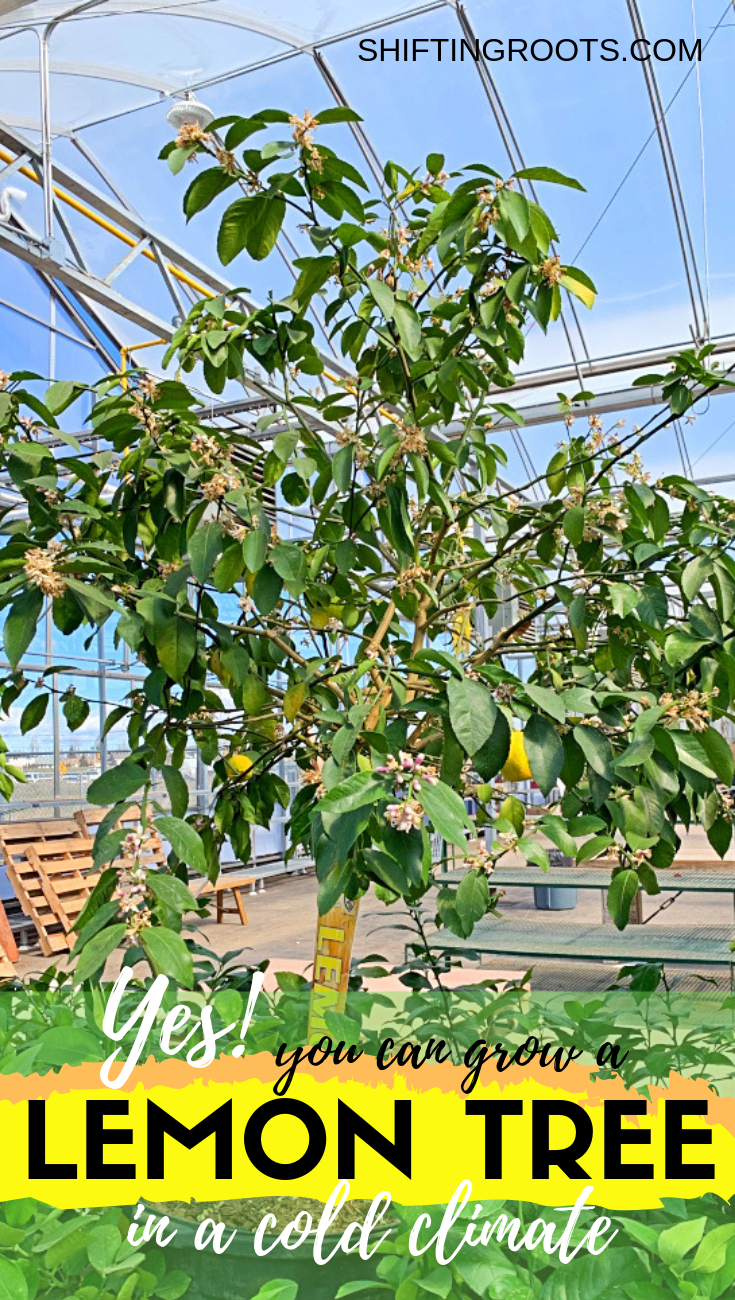 Yes! You Can Grow Lemons in Zone 3-- Here's How. | Shifting Roots