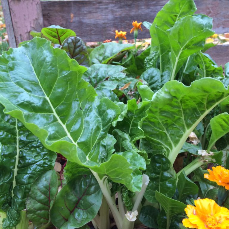 How to Grow a Fall Garden in a Short Growing Season | Shifting Roots