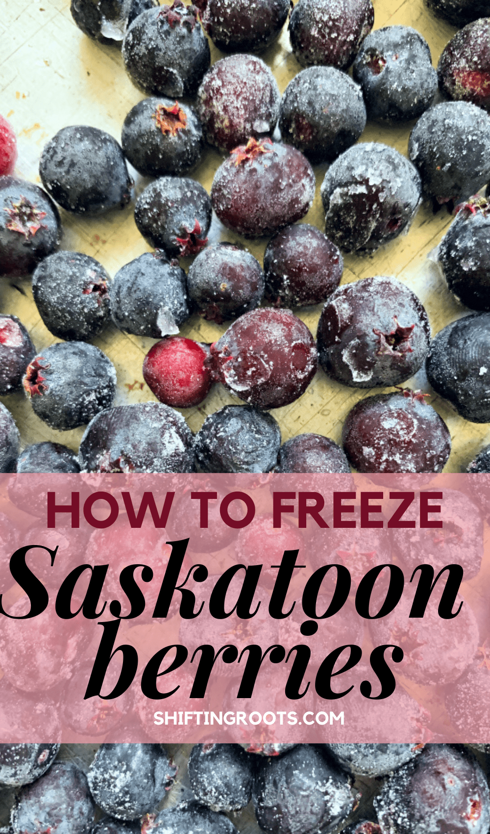 How to Freeze Saskatoon Berries | Shifting Roots