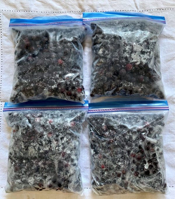 How to Freeze Saskatoon Berries | Shifting Roots