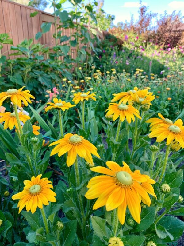 21 Cut Flowers to Grow in Part Shade | Shifting Roots
