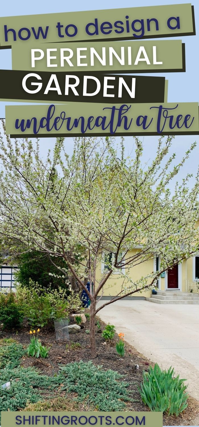 How to Design a Perennial Garden Underneath a Tree | Shifting Roots