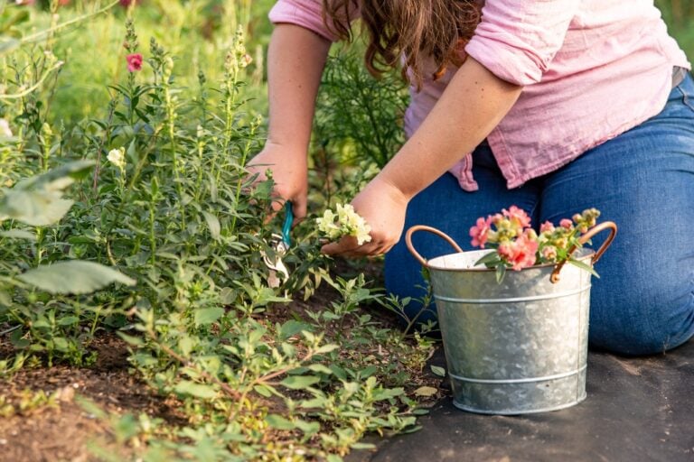 10 Best Cut and Come Again Flowers | Shifting Roots
