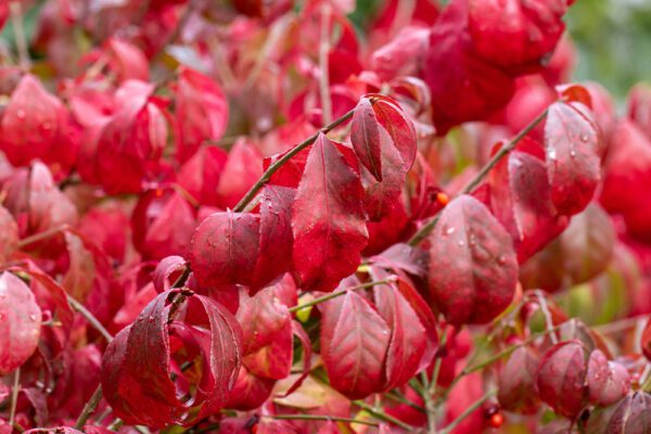 20+ Beautiful Spring Blooming Perennial Flowers, Trees, and Shrubs ...