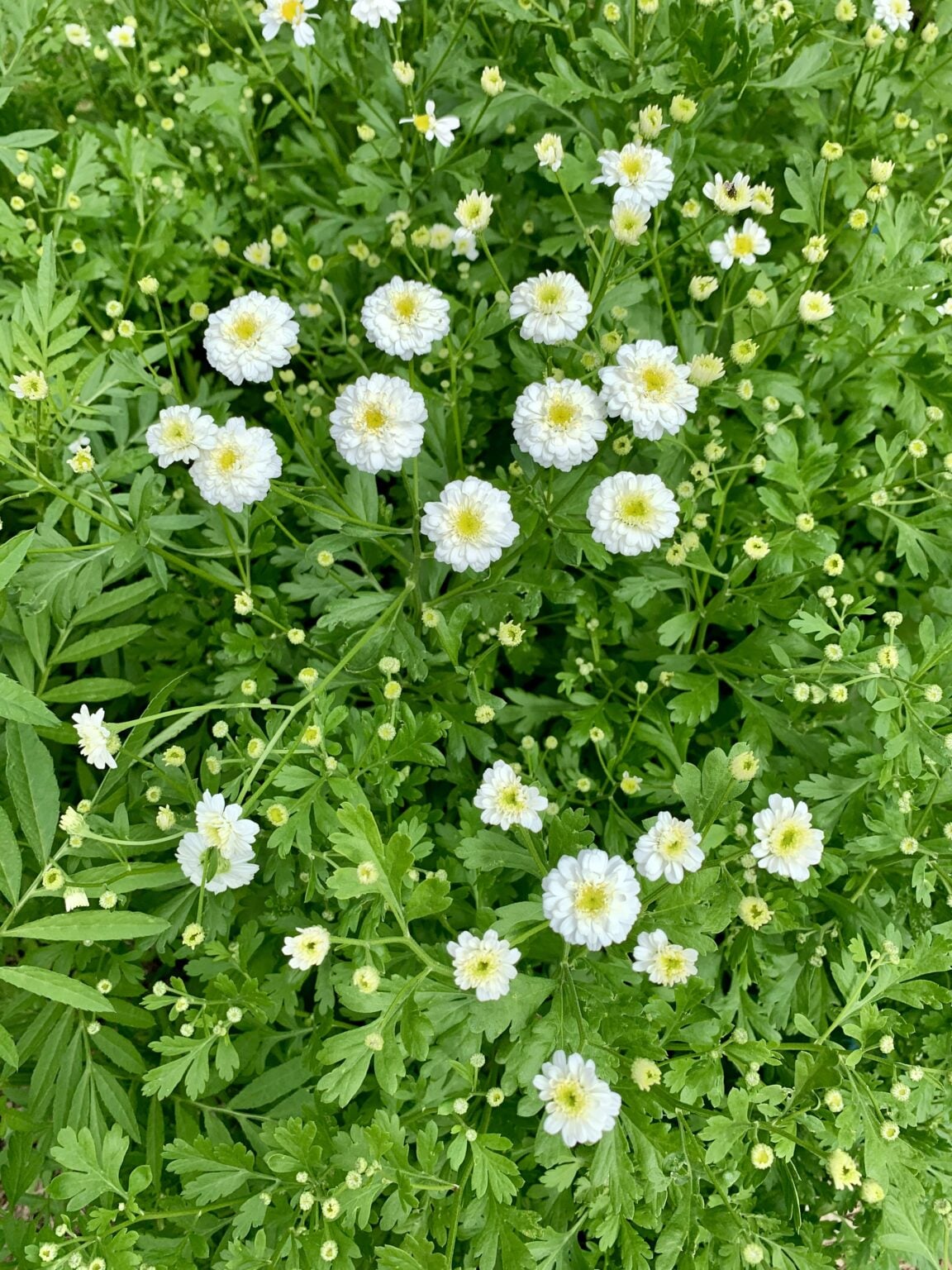 The Best Vegetables, Herbs, & Flowers for Container Gardening ...