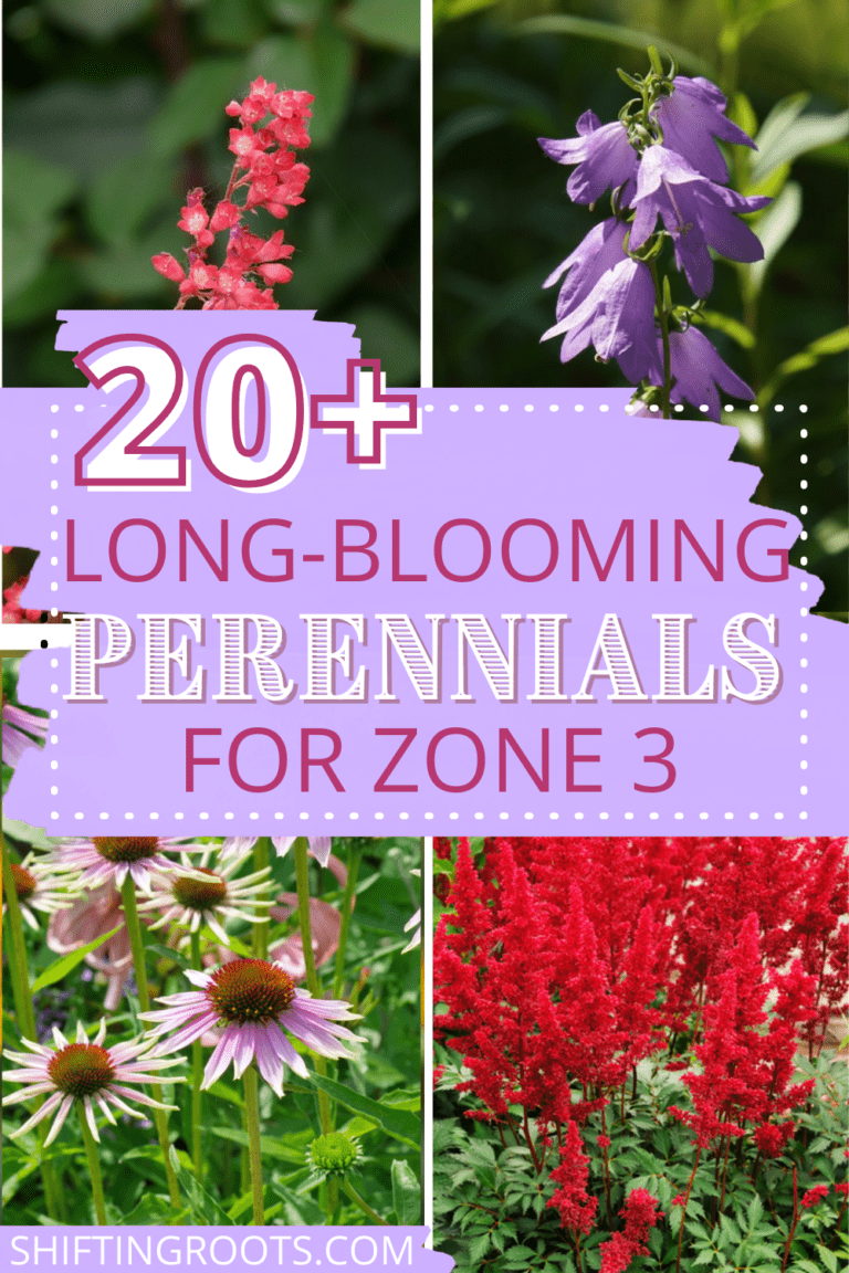 20+ Long-Blooming Perennials to Grow in Zone 3 | Shifting Roots