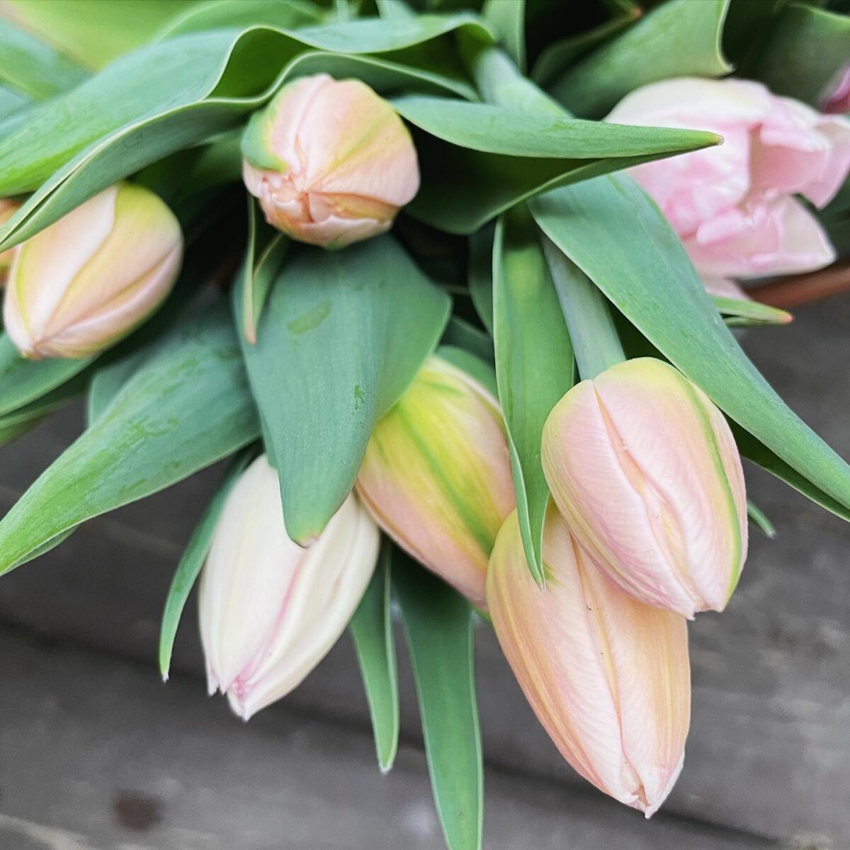 The Worst Flower to Grow (Especially if You're a Flower Farmer ...